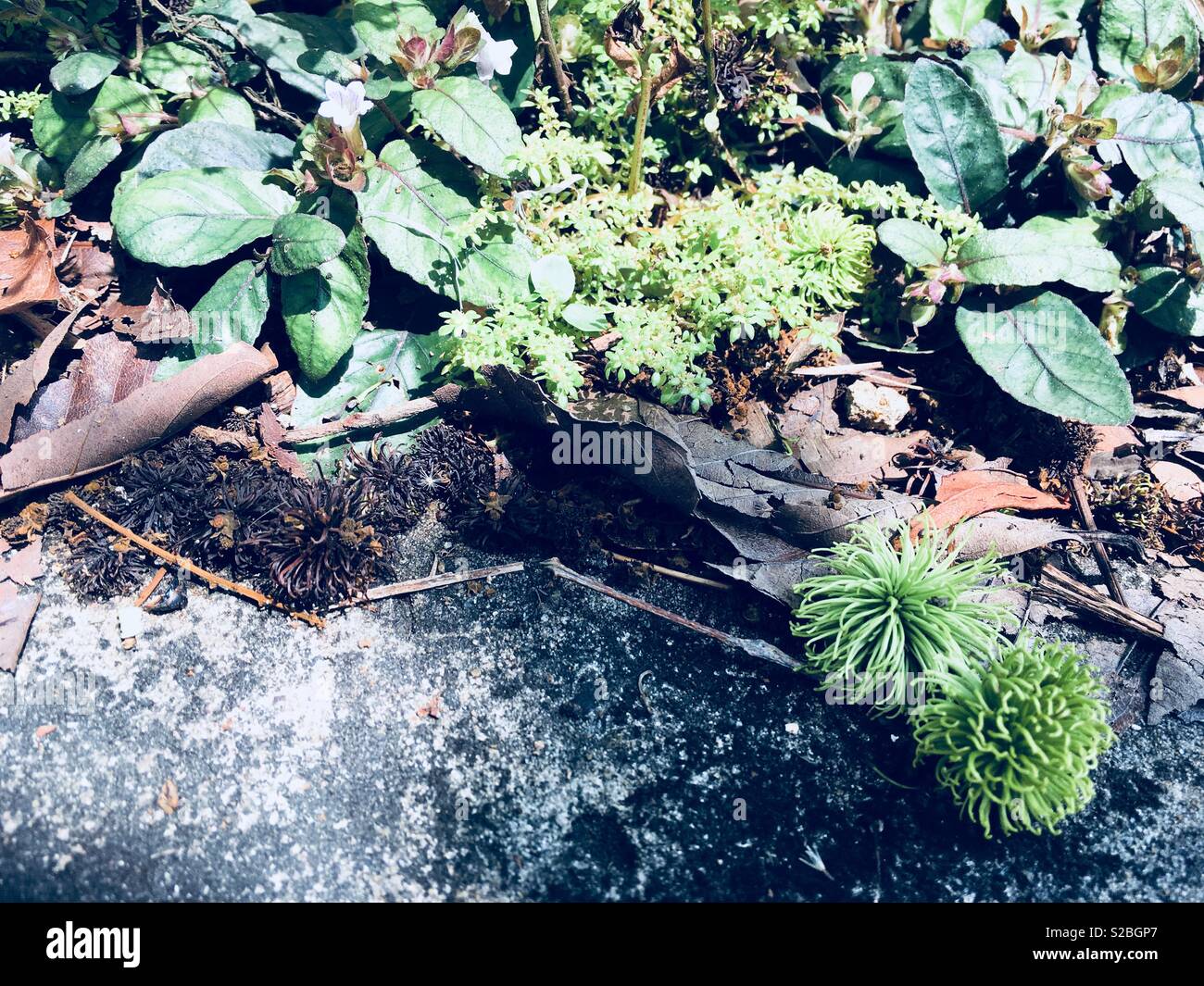 Dried rambutan hi-res stock photography and images - Alamy