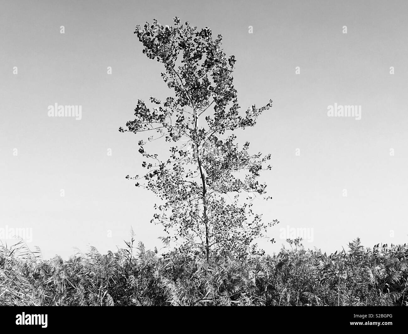 Thin tree hi-res stock photography and images - Alamy