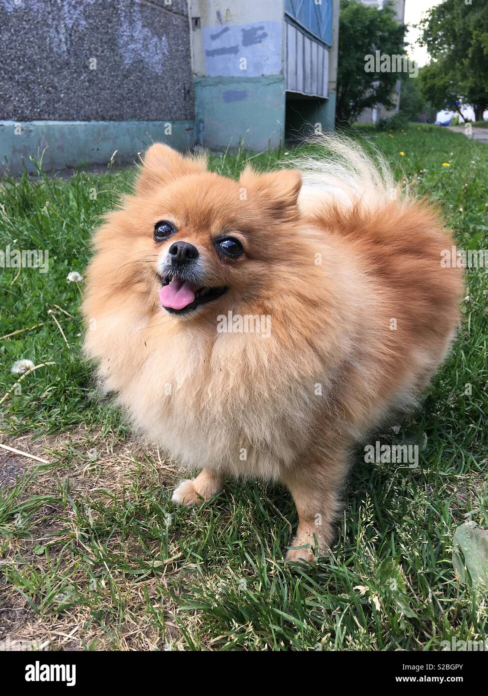 Red spitz hi-res stock photography and images - Alamy
