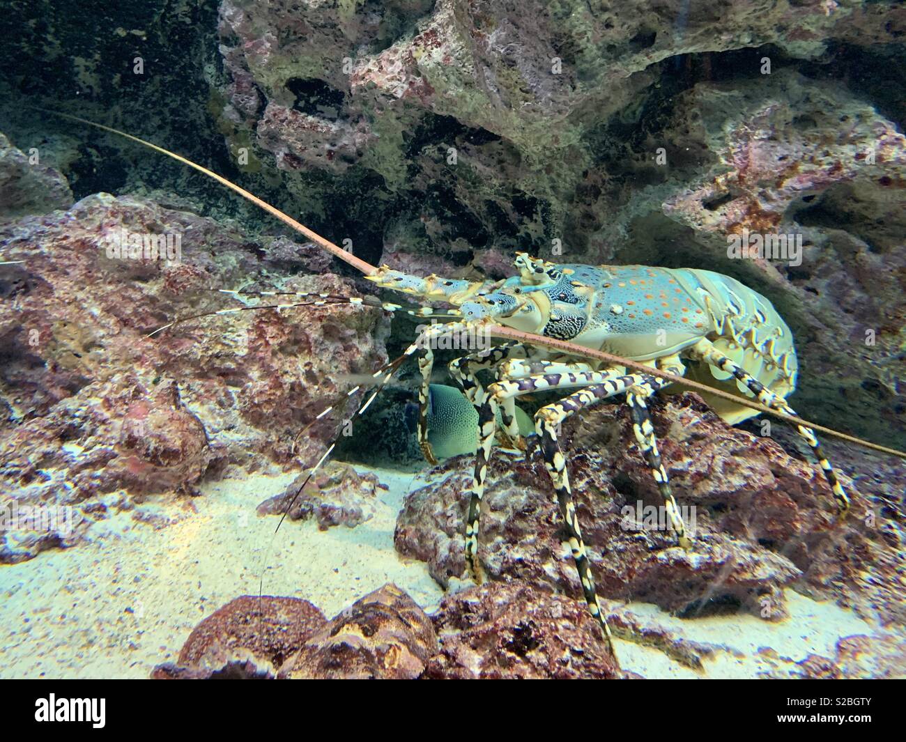 Super big lobster Stock Photo - Alamy