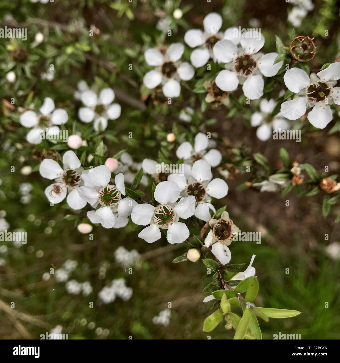 Manuka bush hi-res stock photography and images - Alamy