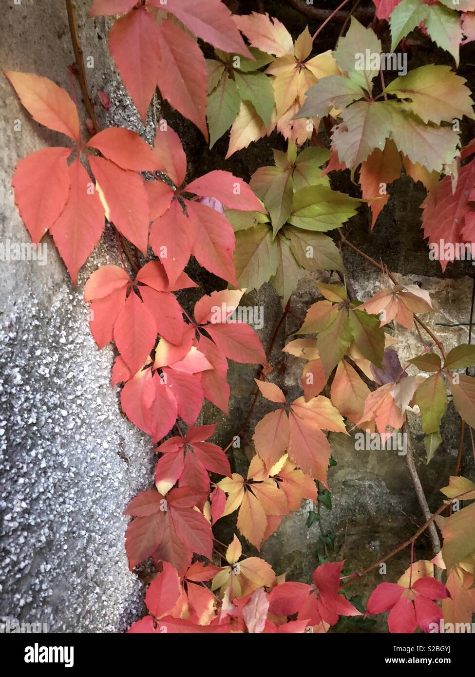 Fall leaves with orange and green colors Stock Photo - Alamy