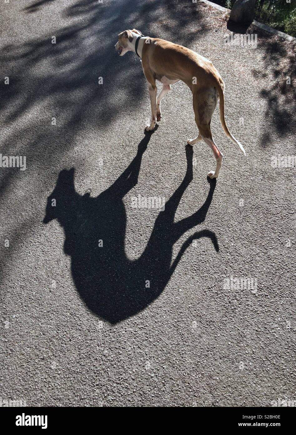Walking dog casting a shadow Stock Photo - Alamy
