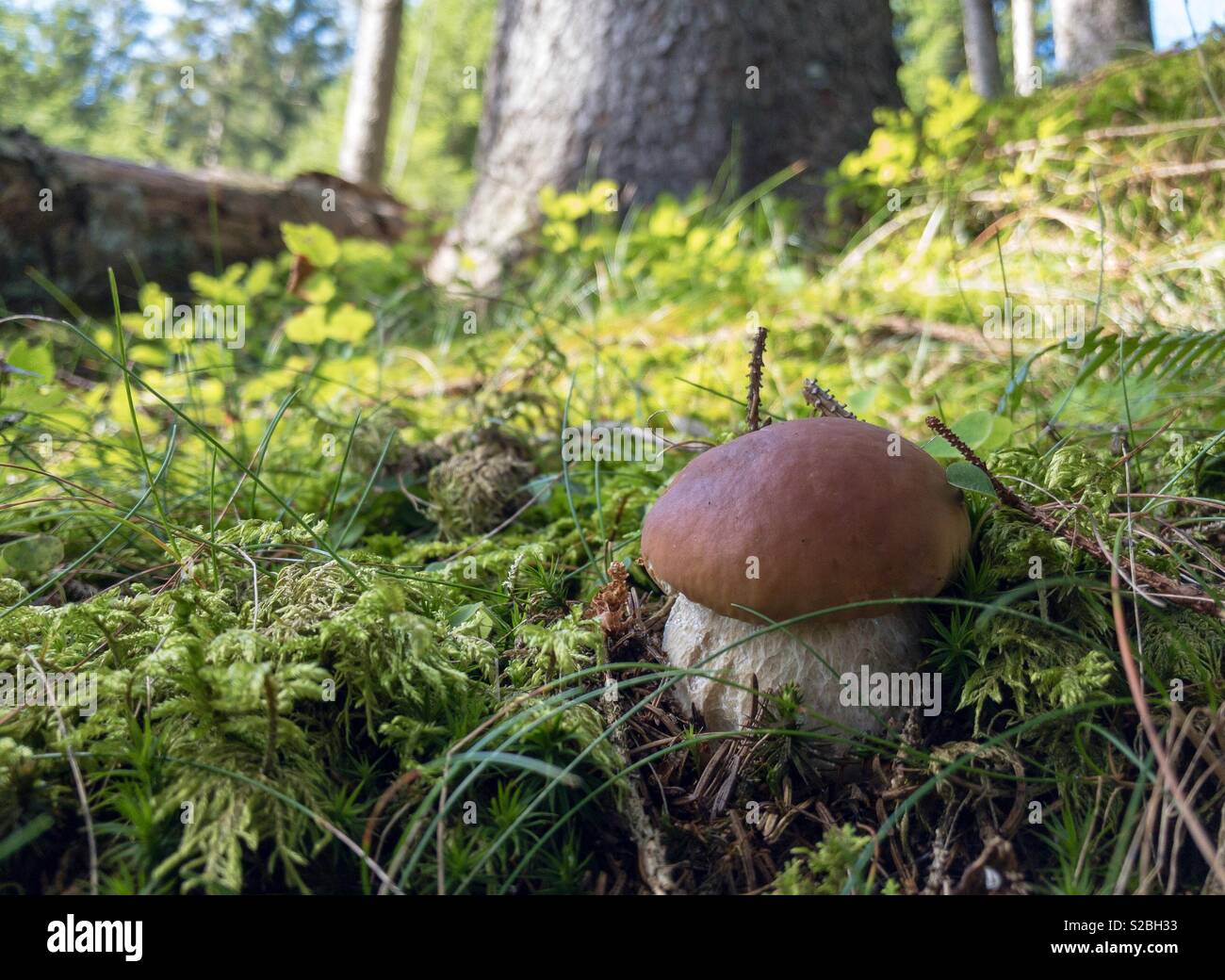 Shroomie hi-res stock photography and images - Alamy