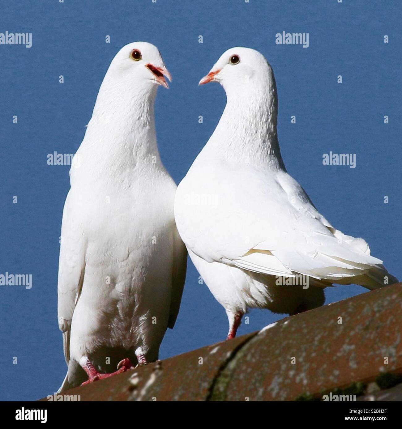 Two love birds in a heart hi-res stock photography and images - Alamy