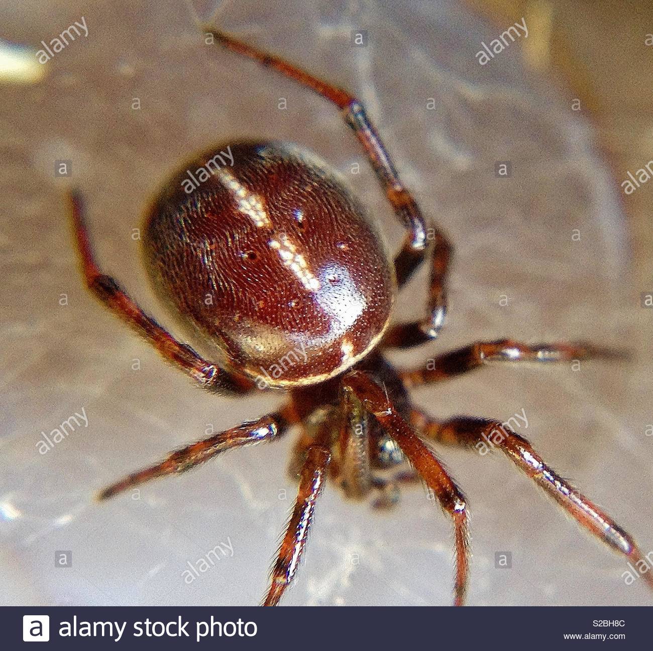 Rabbit Hutch Spider Stock Photos & Rabbit Hutch Spider Stock Images - Alamy