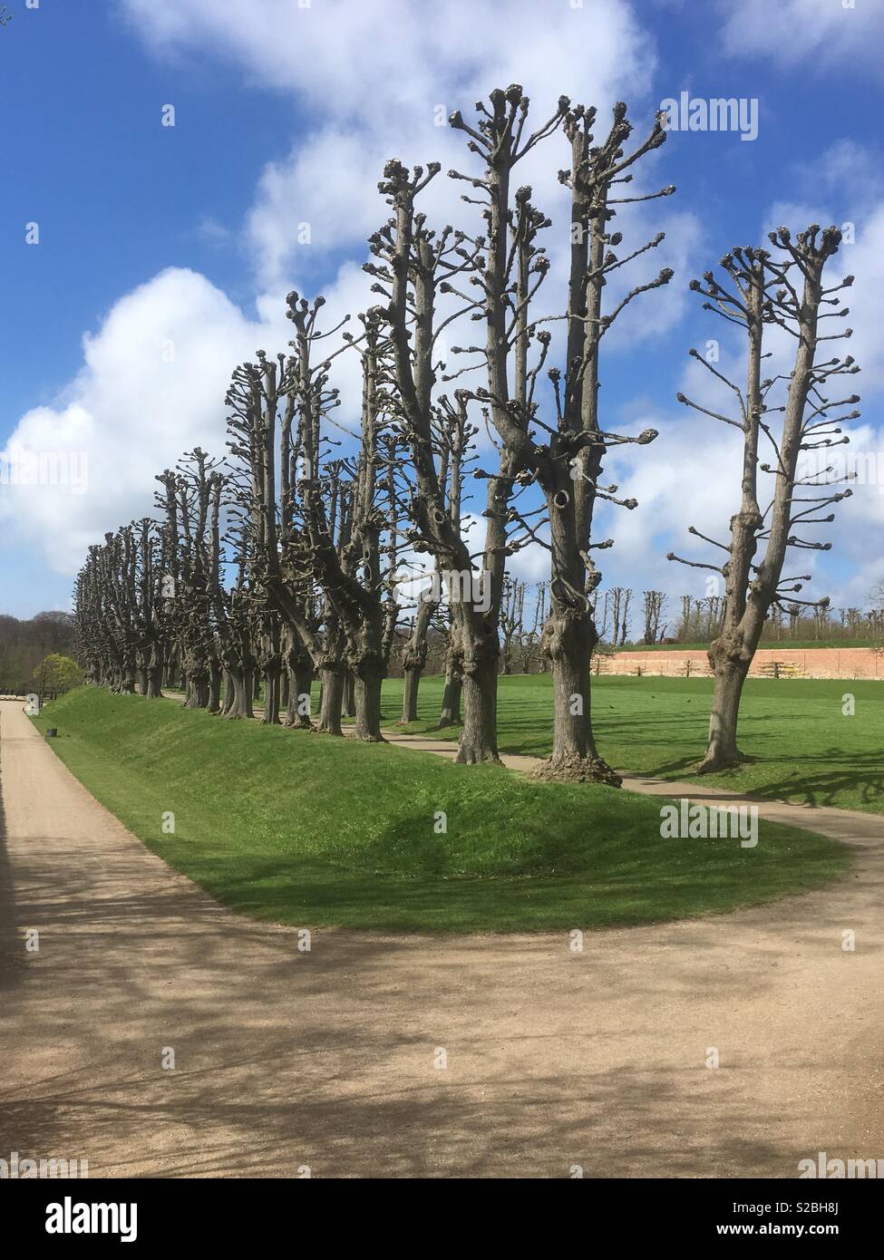 Trees in a Park Stock Photo - Alamy