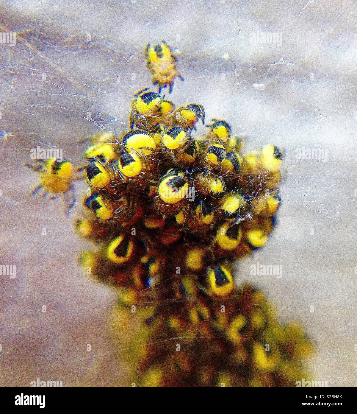 Spiderlings High Resolution Stock Photography and Images - Alamy