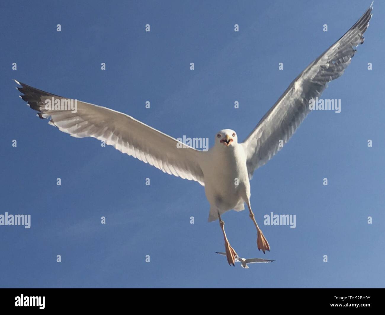 Angry seagull hi-res stock photography and images - Alamy