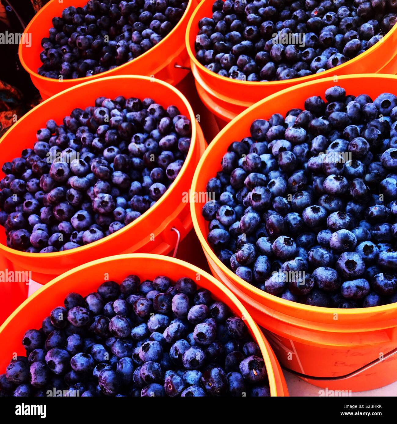 Harvest blueberries hi-res stock photography and images - Alamy