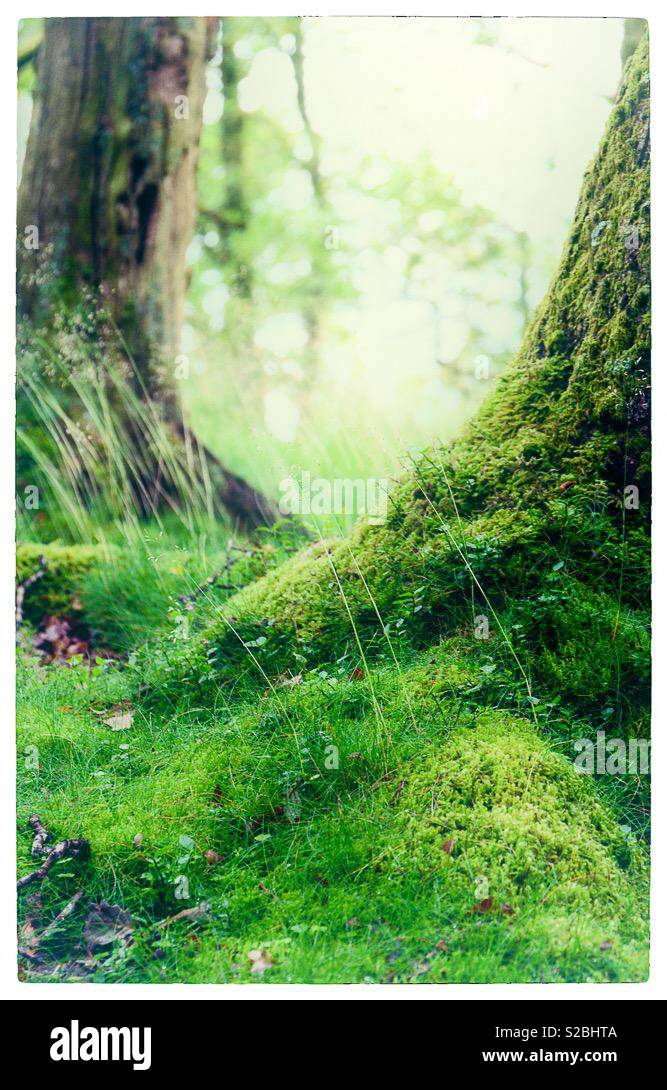 The base of two trees with moss and grass in a misty setting Stock ...