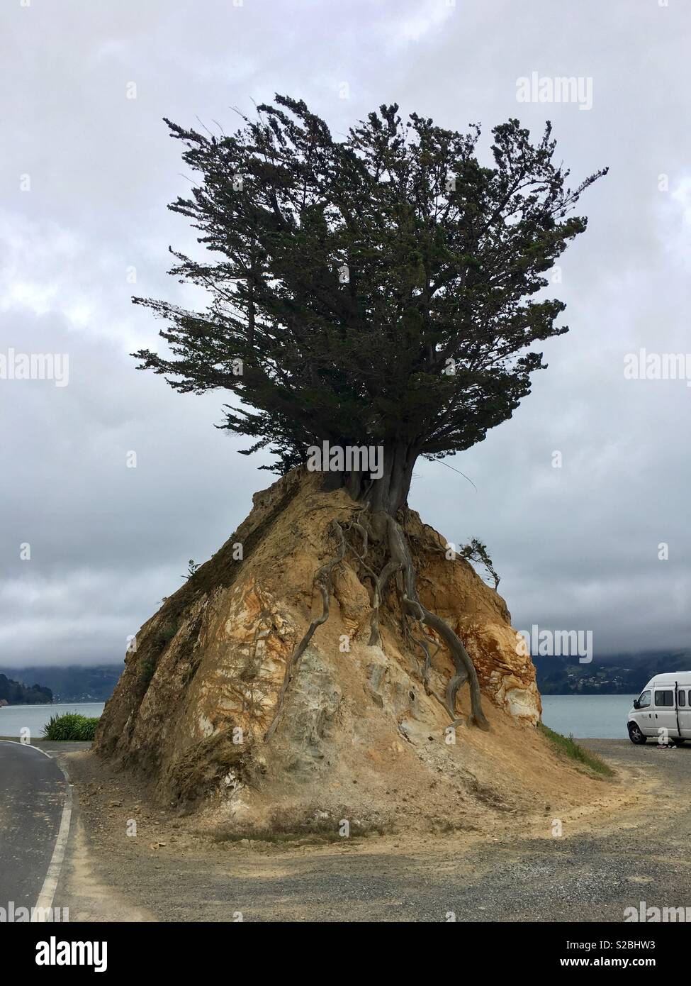 Peninsula New Zealand tree on a hill Stock Photo - Alamy