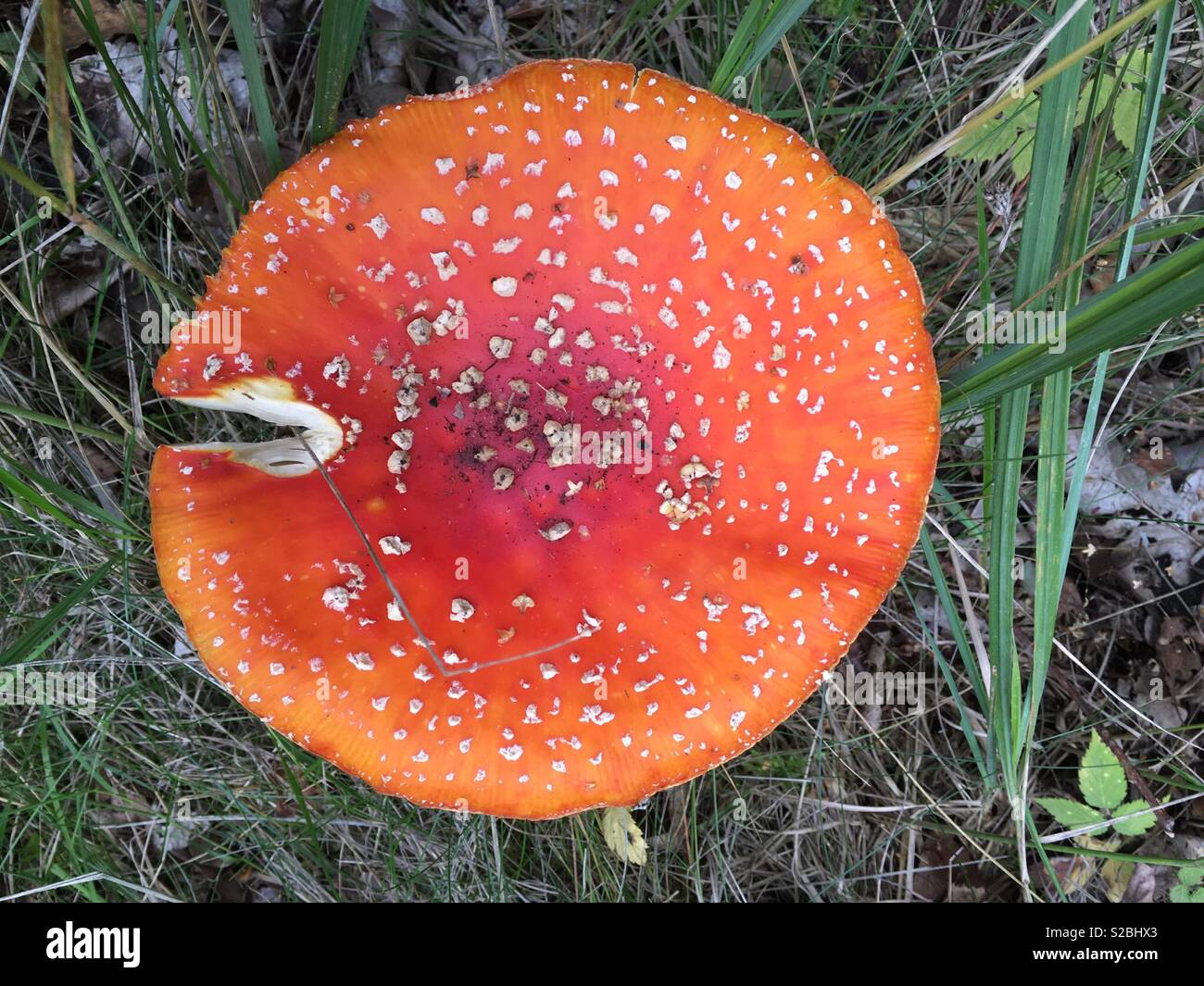Poison orange hi-res stock photography and images - Alamy