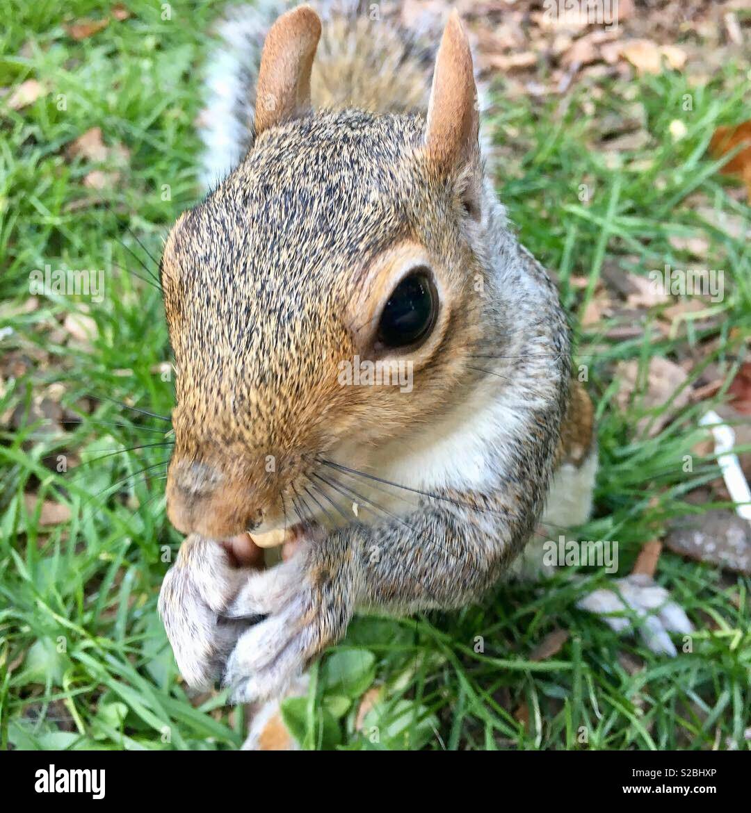 Squirrel eating nuts Stock Photo - Alamy
