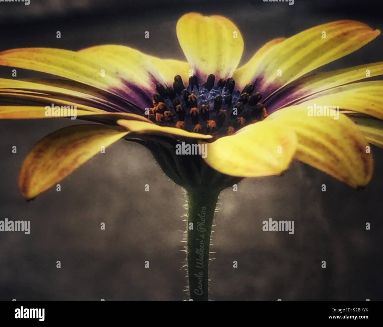Daisy texture hi-res stock photography and images - Alamy