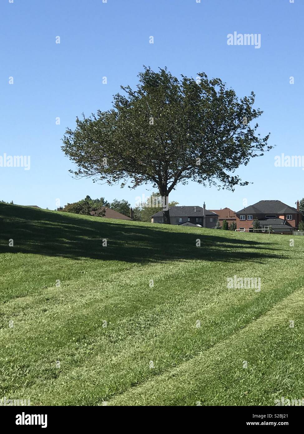 Lonely tree on a hill hi-res stock photography and images - Alamy