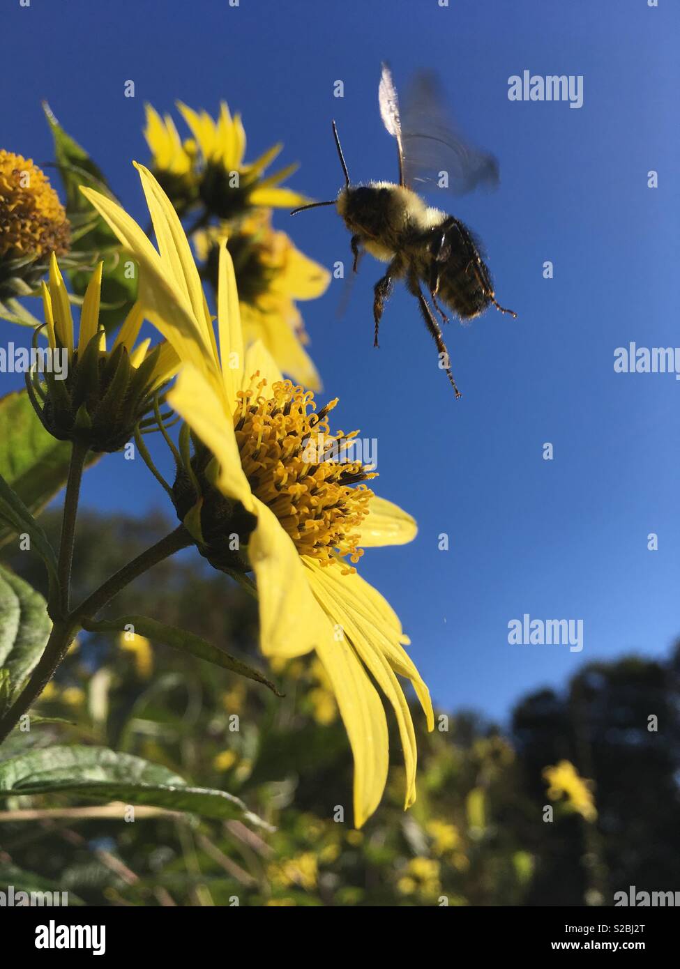Bee in flight hi-res stock photography and images - Alamy