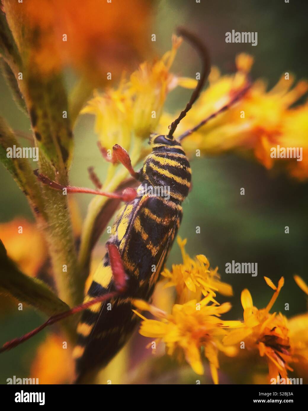 Borer beetle hi-res stock photography and images - Alamy