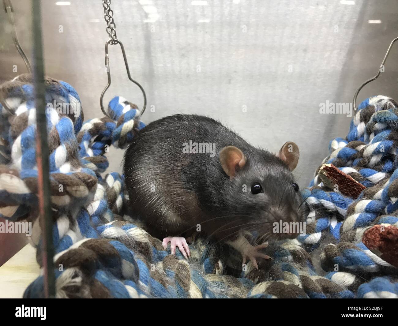 Cute pet rat hi-res stock photography and images - Alamy
