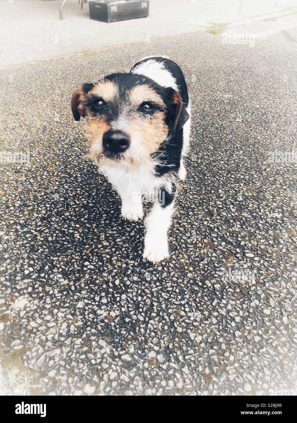 Hairy terrier hi-res stock photography and images - Alamy