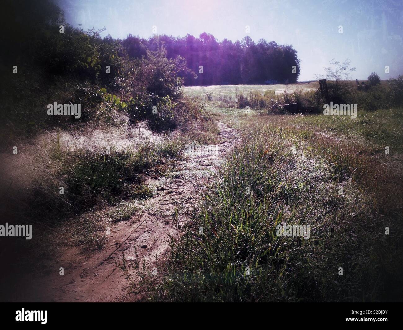 Sunlight illuminates dew-laden grasses along country path in fall photo ...