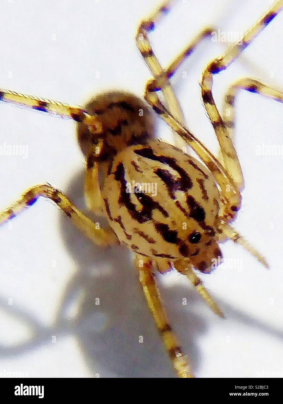 Close up of a 'spitting' spider Stock Photo - Alamy