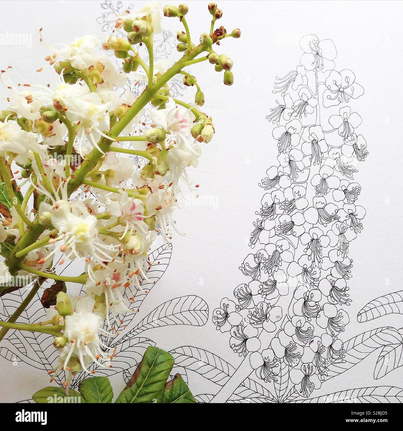 Chestnut in real life and drawing of a chestnut in blooming Stock Photo ...