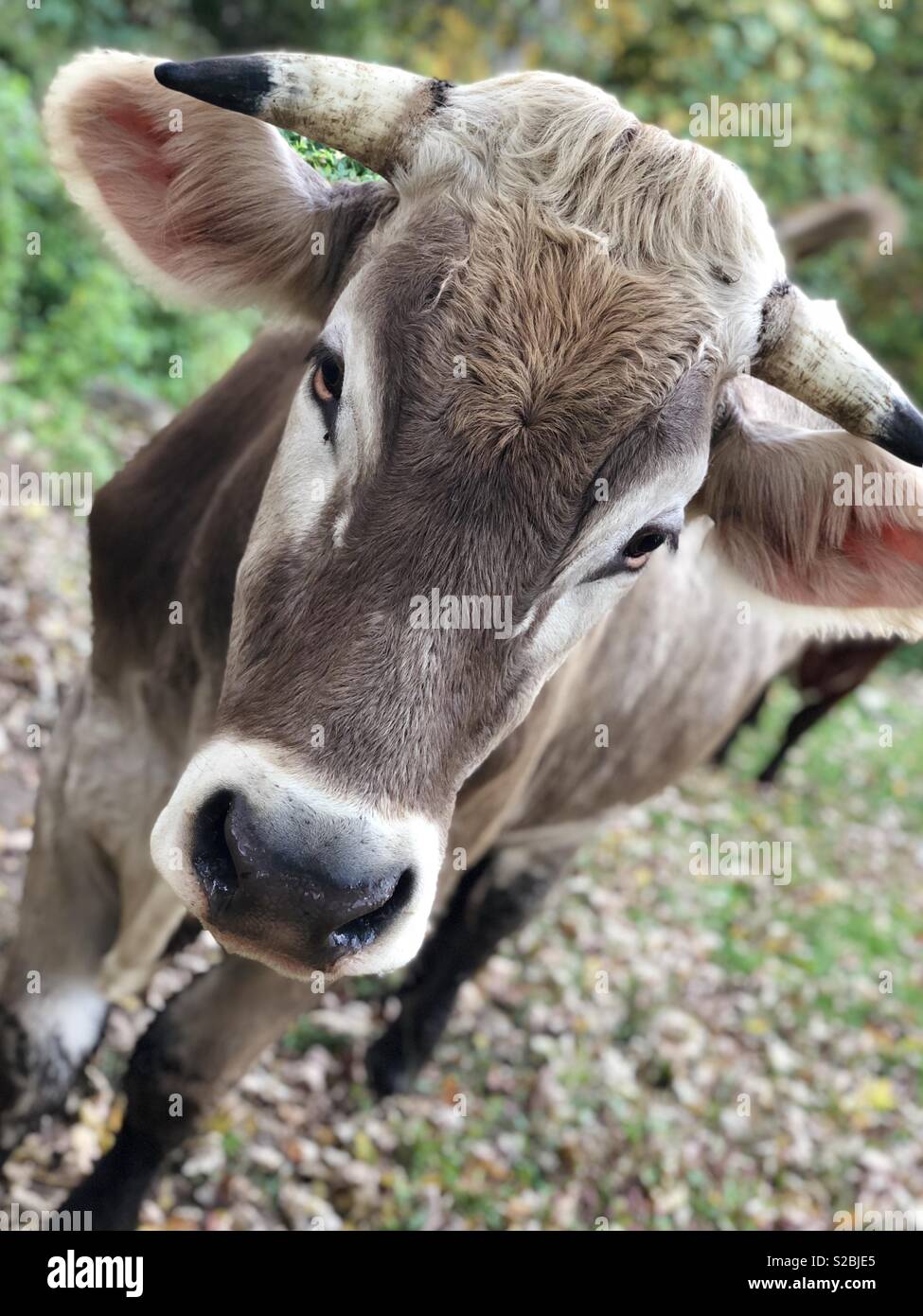 Beige cow with horns hi-res stock photography and images - Alamy