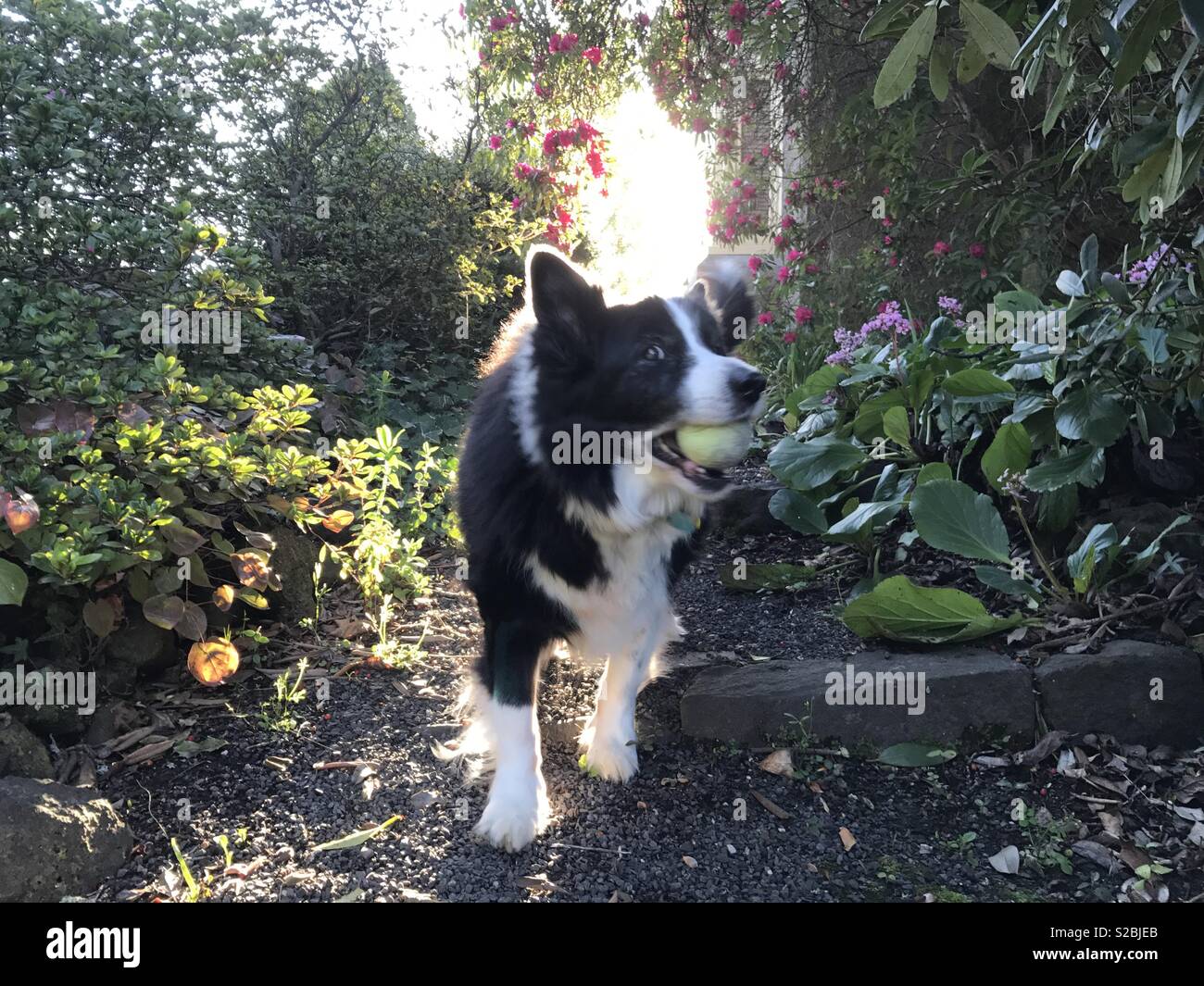 Smiling Border Collie with a ball in a beautiful garden Stock Photo - Alamy
