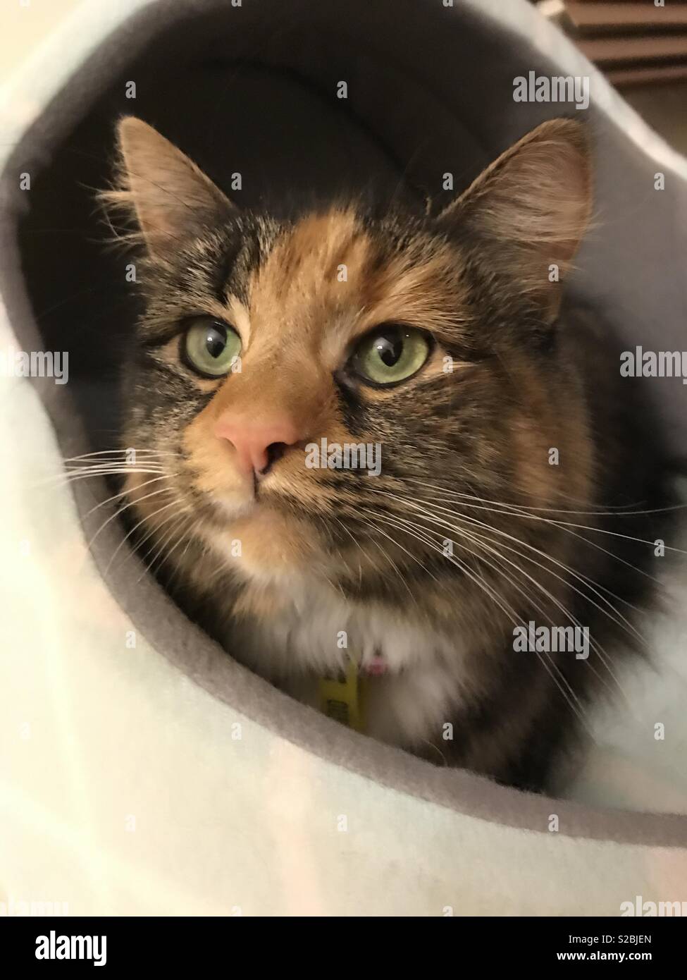 Torbie cat in bed Stock Photo - Alamy