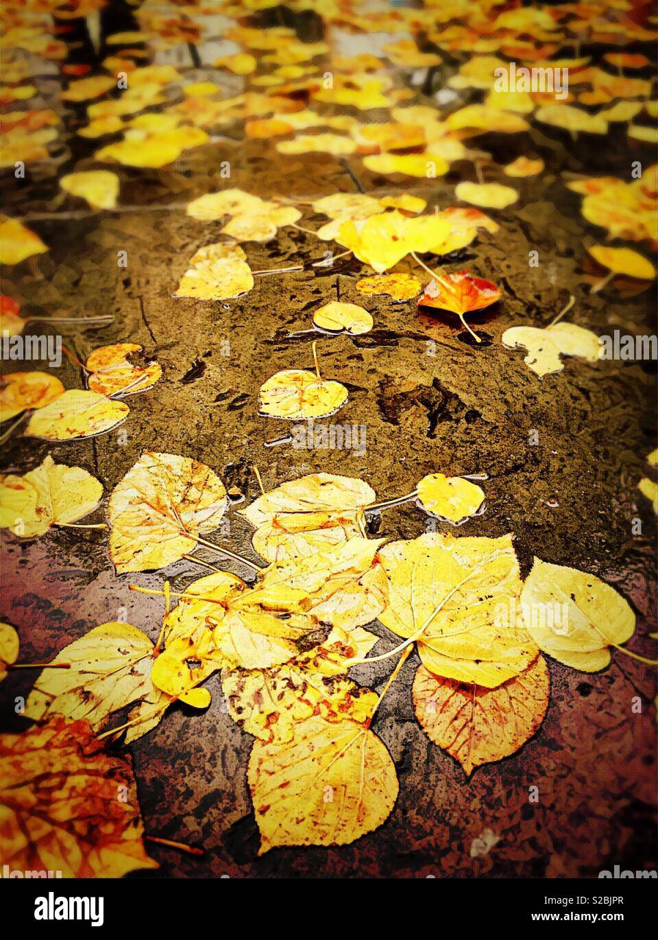 Autumn leaves wet day in Manchester Stock Photo - Alamy