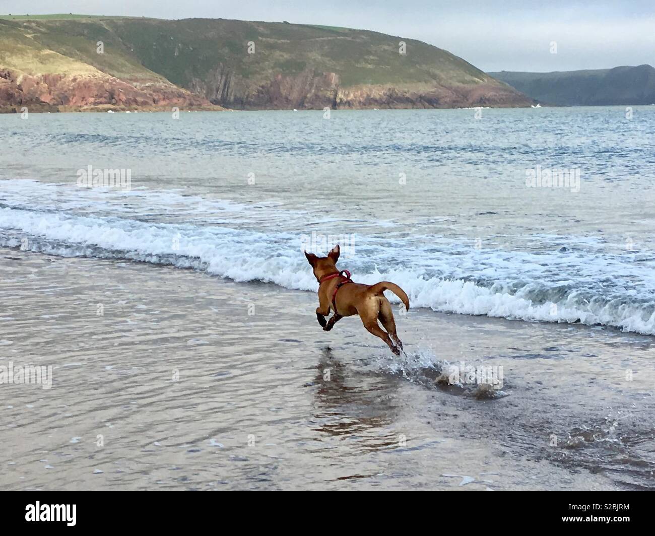 Red Fox Labrador Puppy High Resolution Stock Photography and Images - Alamy