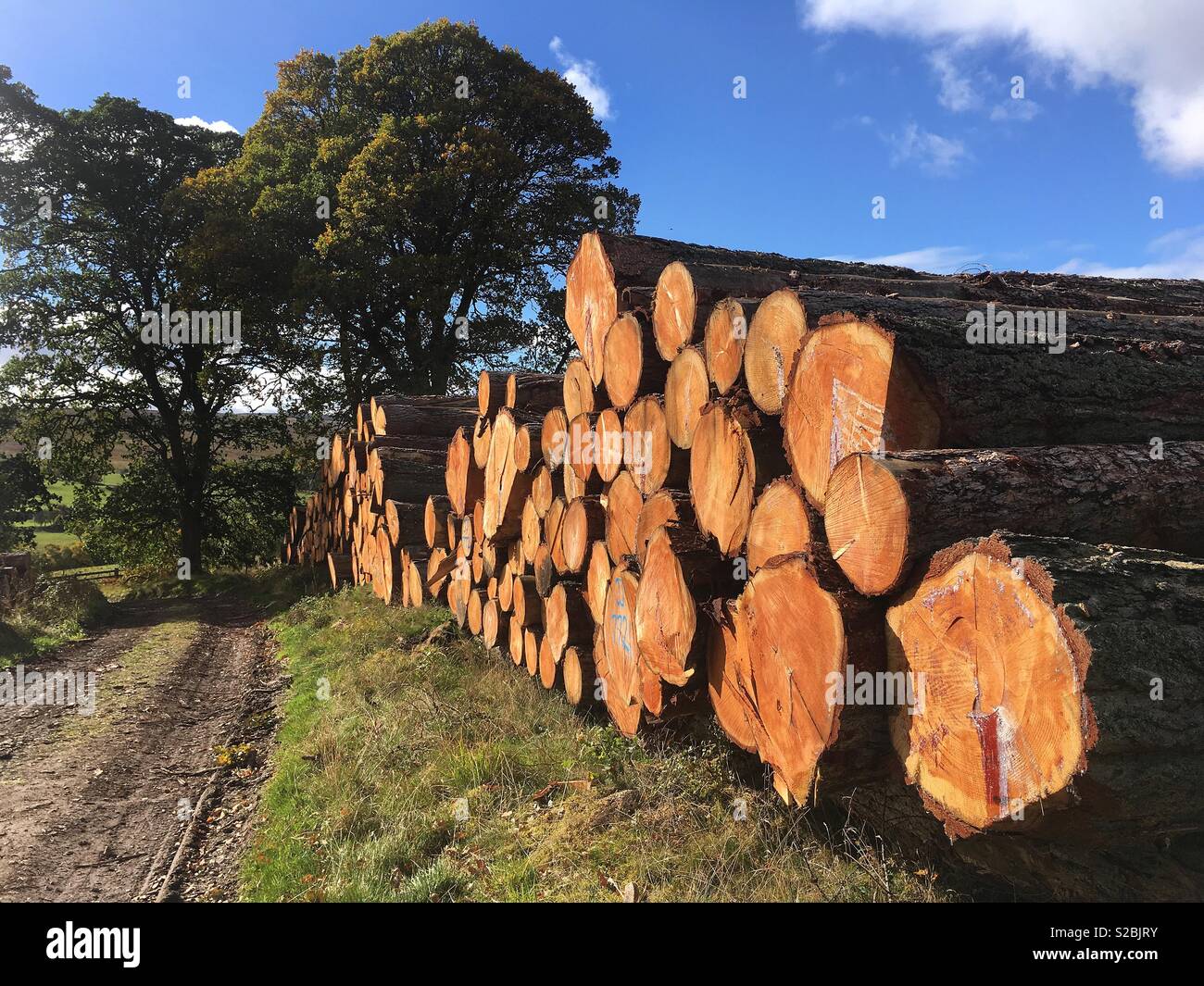 Larch Trees Scotland Stock Photos & Larch Trees Scotland Stock Images ...