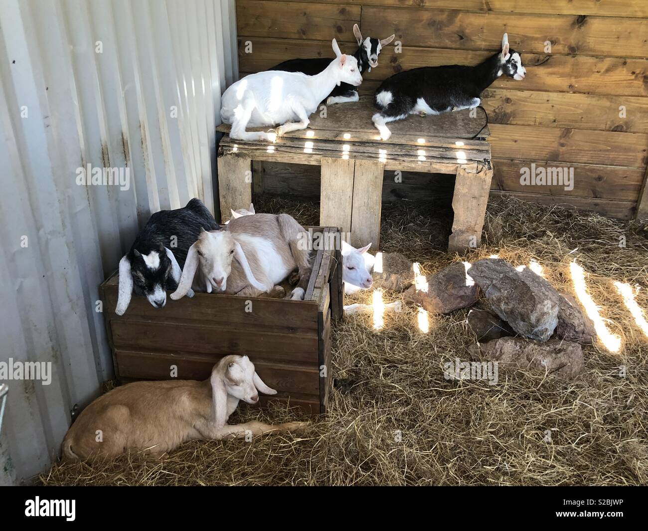 Sitting Goats High Resolution Stock Photography and Images - Alamy