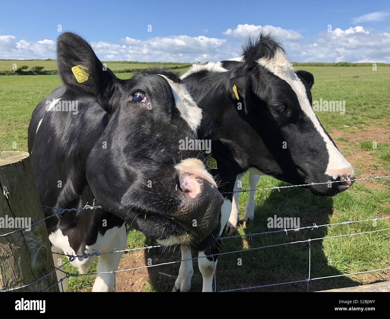 Cows looking over wire fence Stock Photo - Alamy