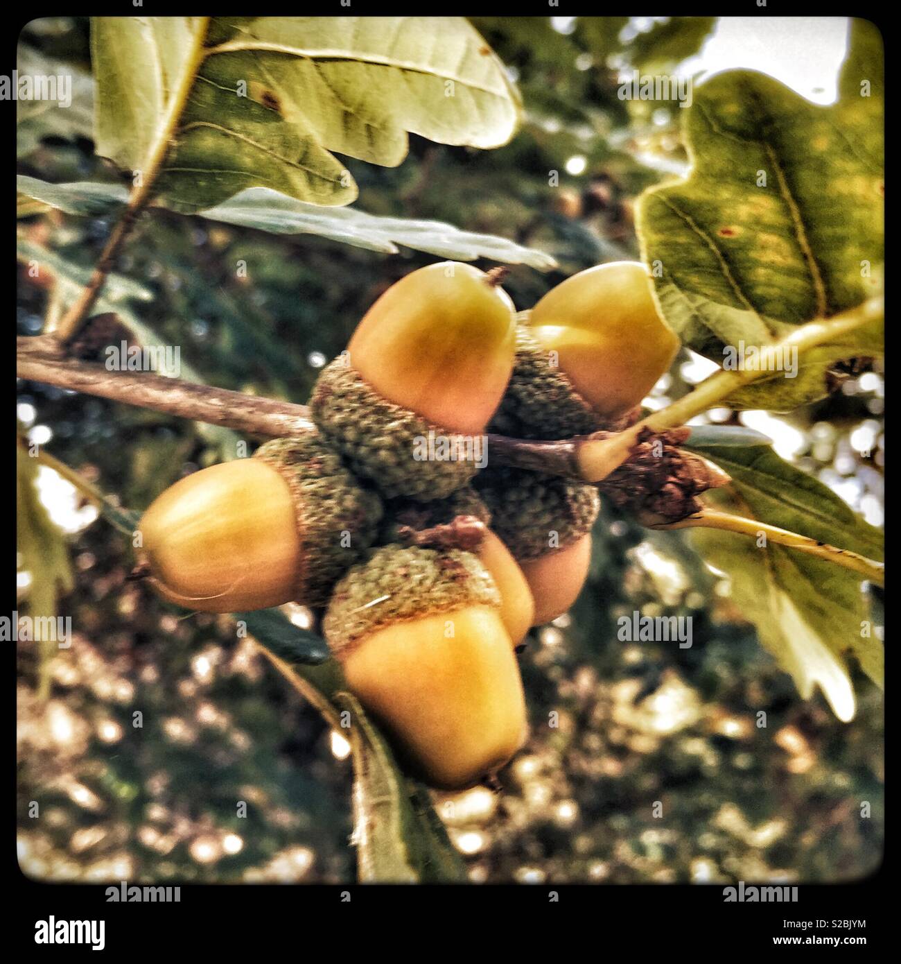 Acorns oak tree hi-res stock photography and images - Alamy