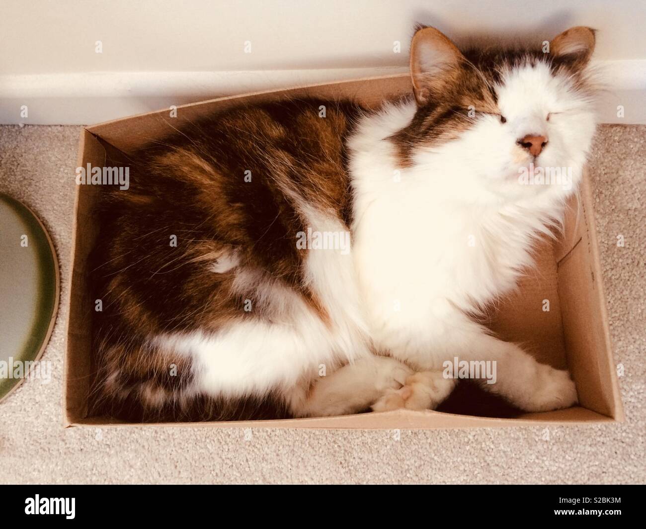 Cat asleep in a shoe box Stock Photo - Alamy