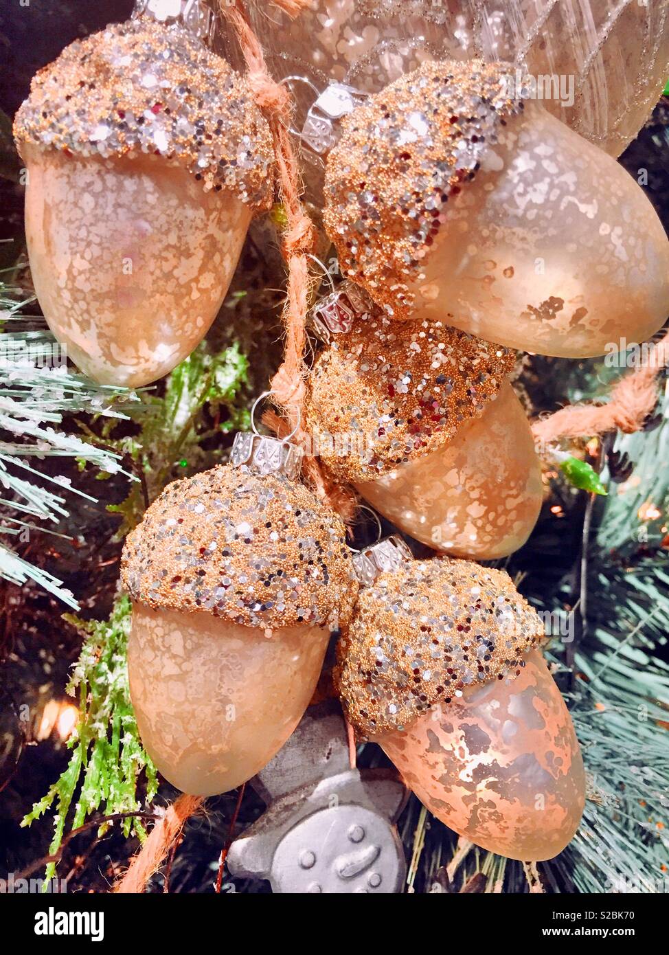 Acorn tree usa hi-res stock photography and images - Alamy