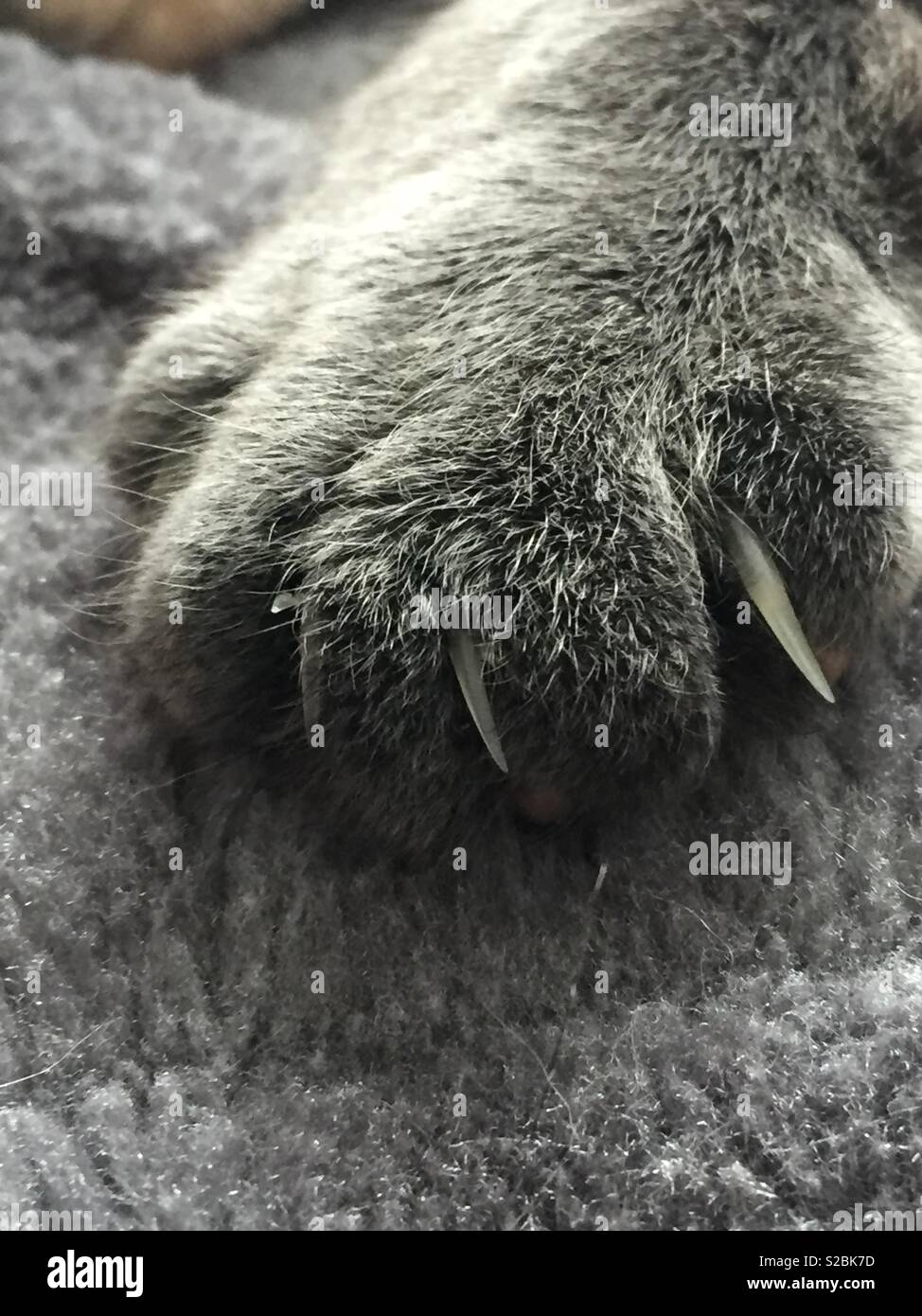 Paw With Claws High Resolution Stock Photography and Images - Alamy
