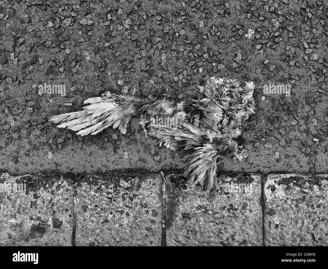 The mangled remains of a dead bird at the side of a road in the UK ...