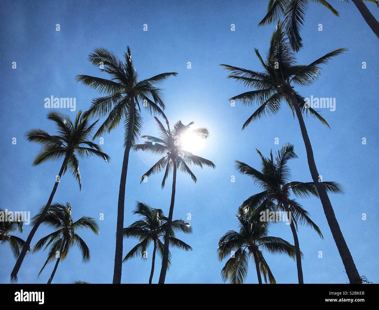 5 palm trees hi-res stock photography and images - Alamy