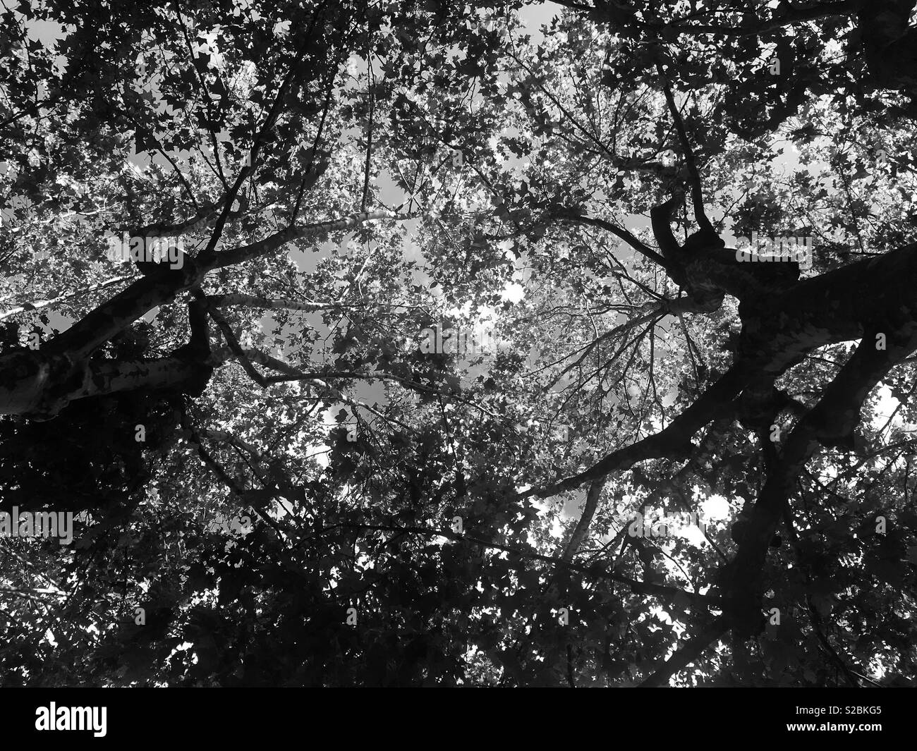 View through branches hi-res stock photography and images - Alamy