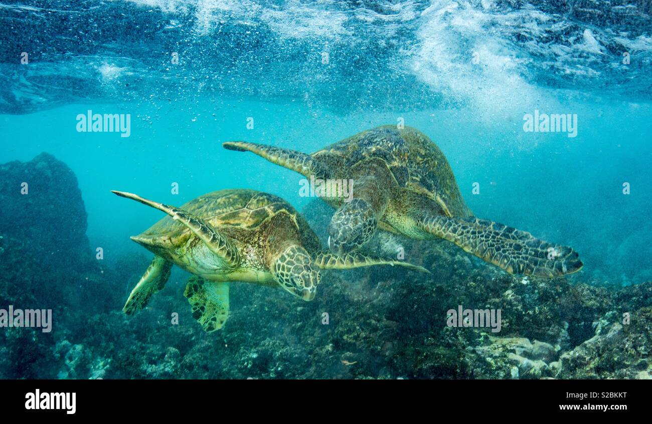 Snorkeling with turtles hi-res stock photography and images - Alamy