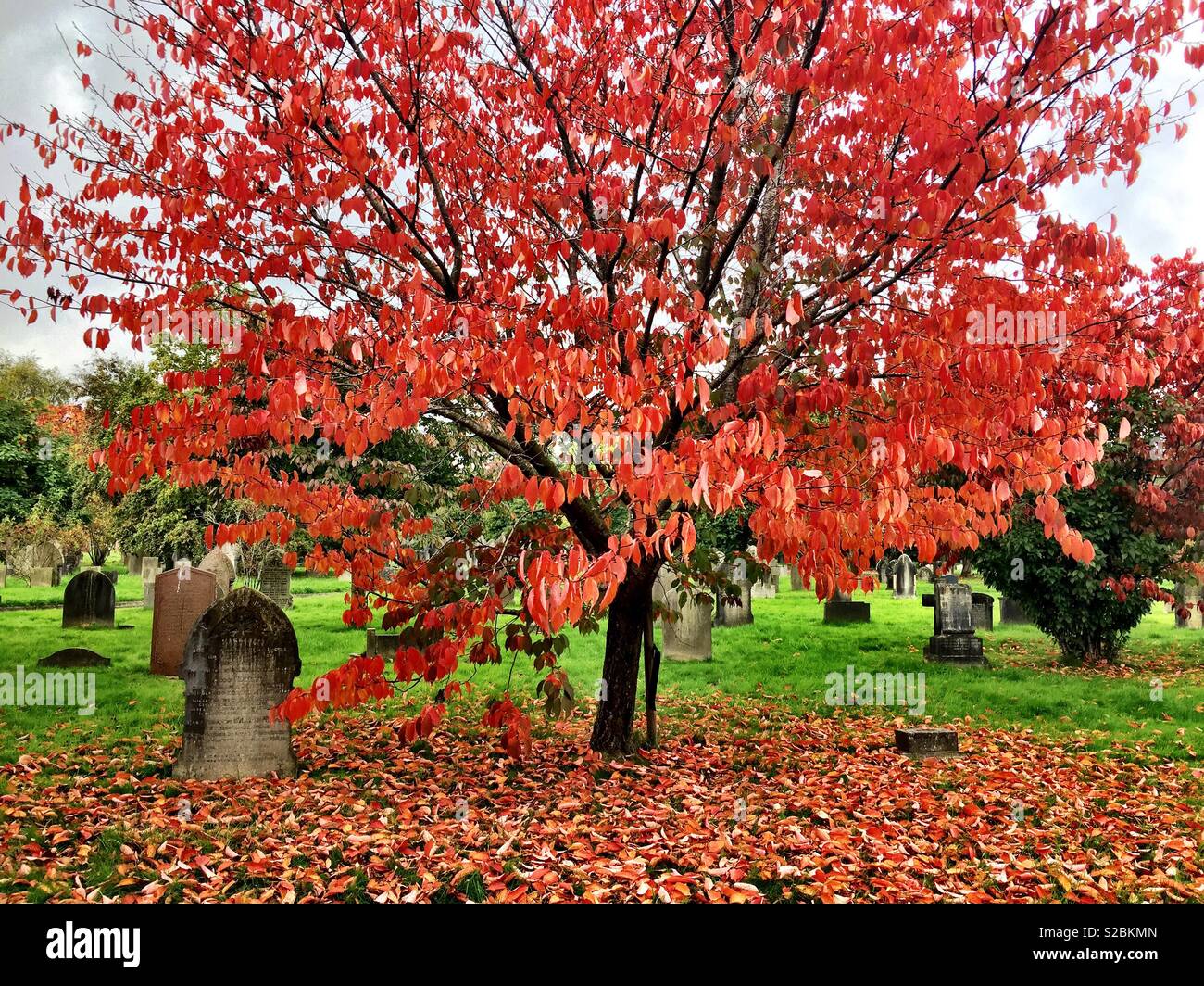 Fiery tree hi-res stock photography and images - Alamy