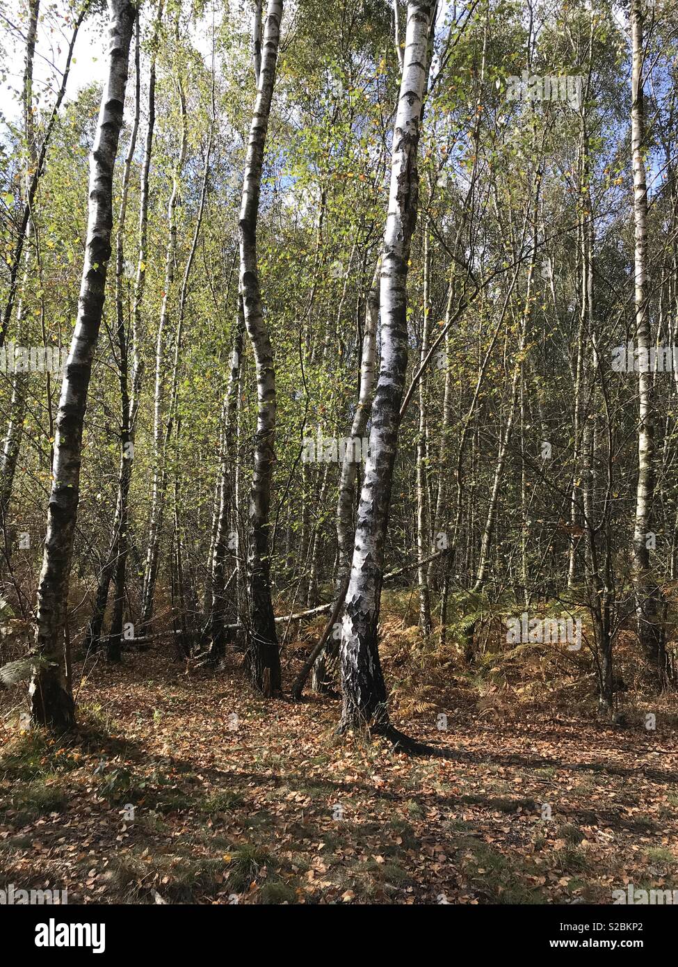 Silver birch autumn hi-res stock photography and images - Alamy