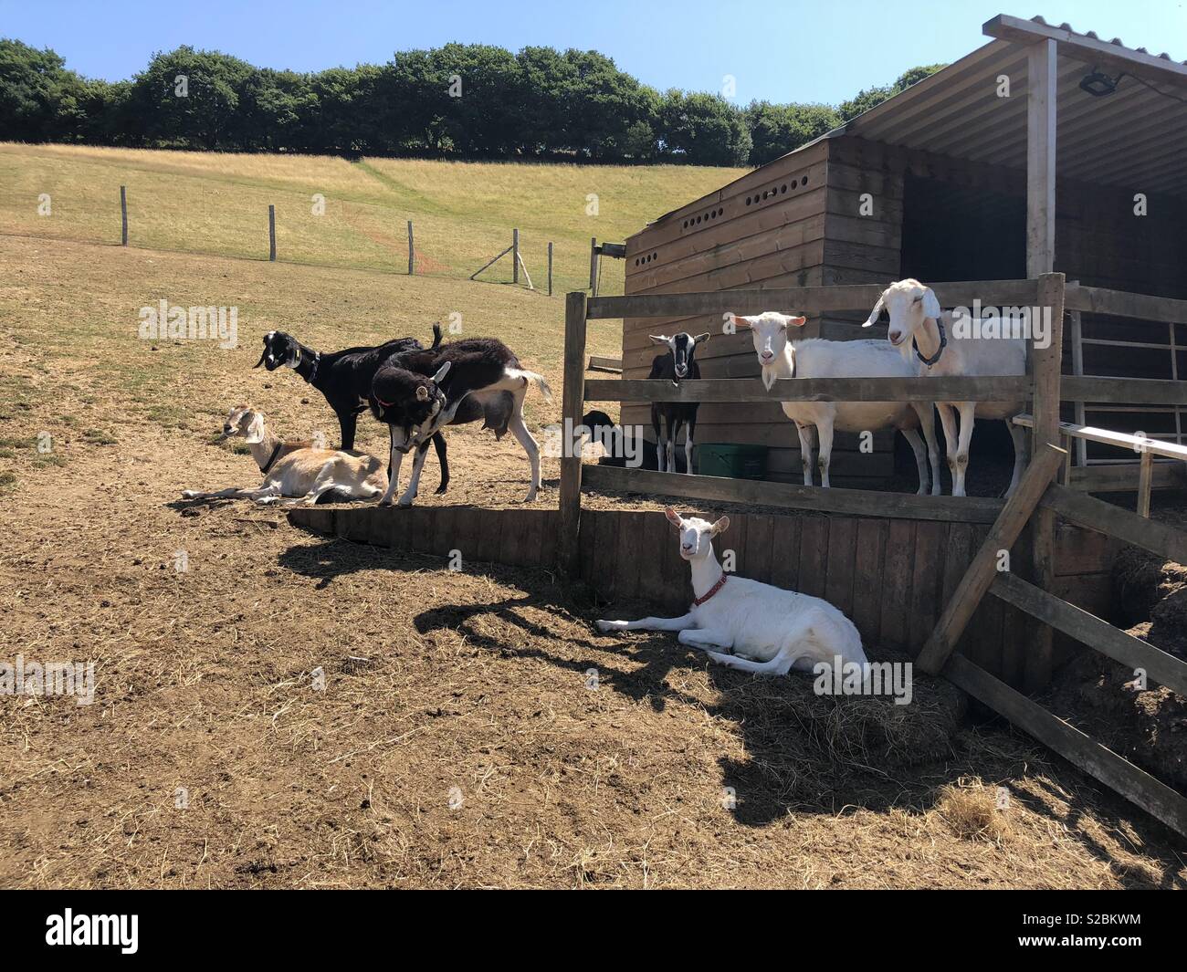Goats on a farm hi-res stock photography and images - Alamy