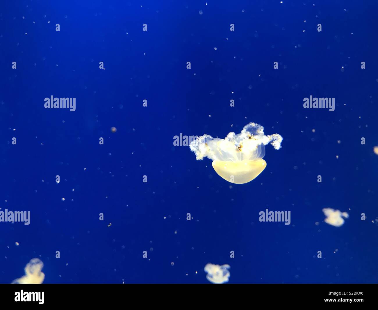 Rongelap Atoll Jellyfish Babies