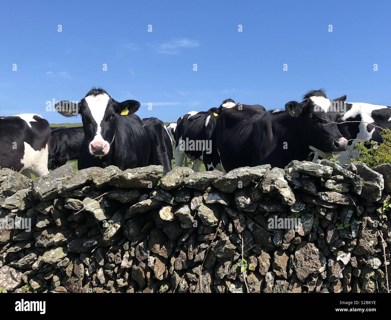 Cows looking over wall Stock Photo - Alamy