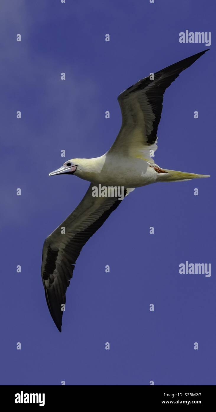Indian ocean bird hi-res stock photography and images - Alamy