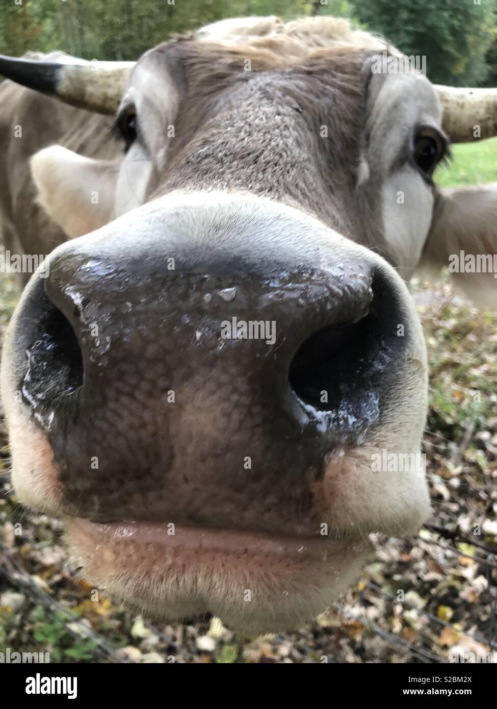 Wet nose hi-res stock photography and images - Alamy